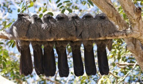 Apostlebirds keep it all in the family - Australian Geographic