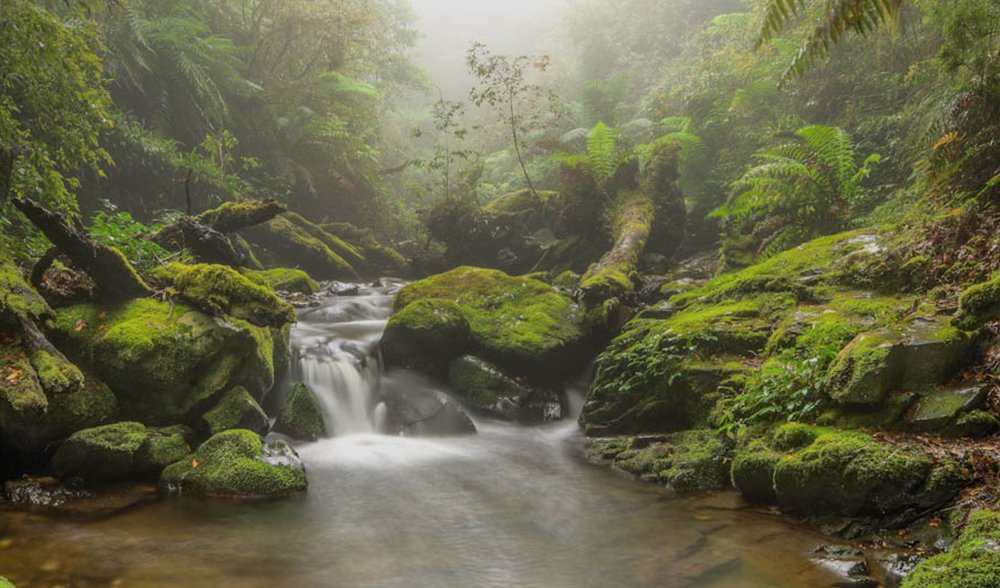 Walking in an ancient rainforest - Australian Geographic