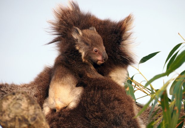 Gallery: Australia's cutest baby animals - Australian Geographic