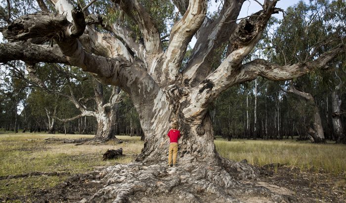The largest stand of river red gums in the world - Australian Geographic