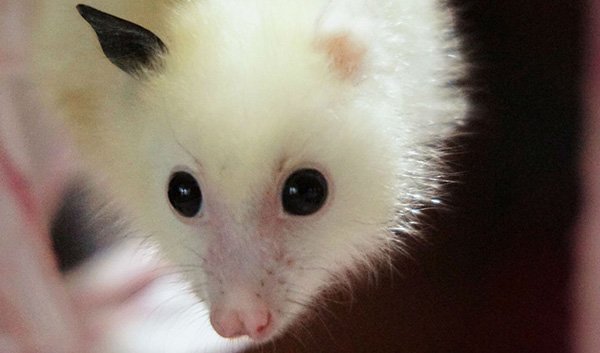 This rare white flying fox is the cutest thing you'll see all week ...