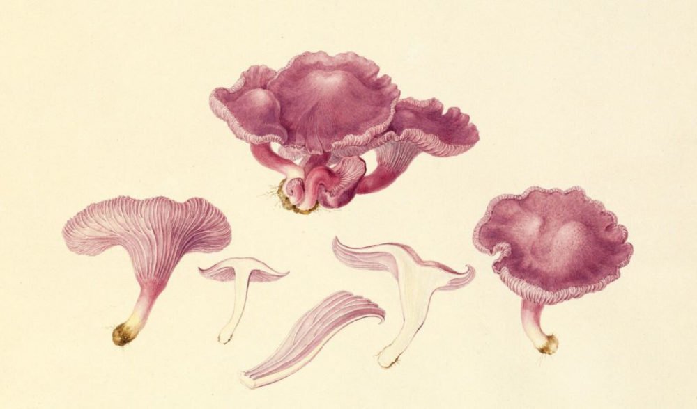 The artworks of Ferdinand Bauer given digital resurrection - Australian ...