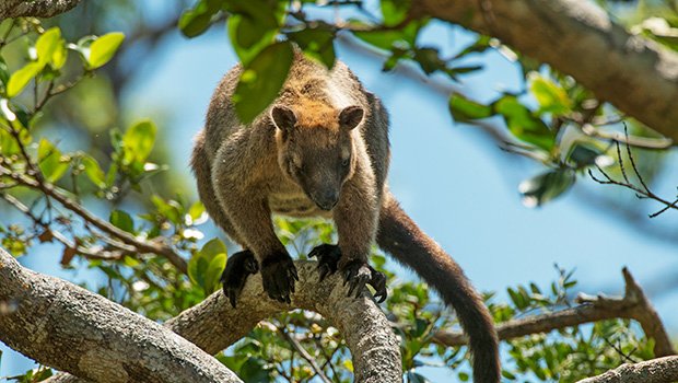 Gallery: Tree-kangaroos - Australian Geographic