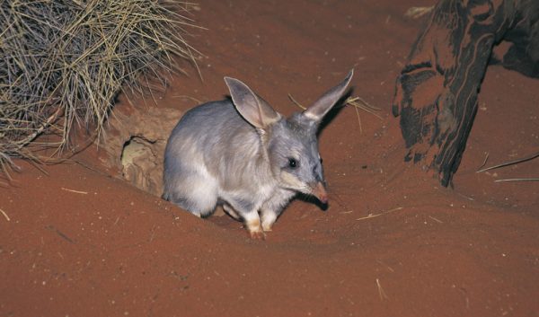 Save the bilby fundraiser - Australian Geographic