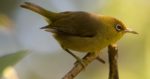 The ghost birds of Norfolk Island - Australian Geographic
