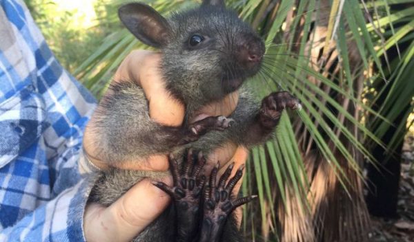Black-footed tree rat rediscovered - Australian Geographic