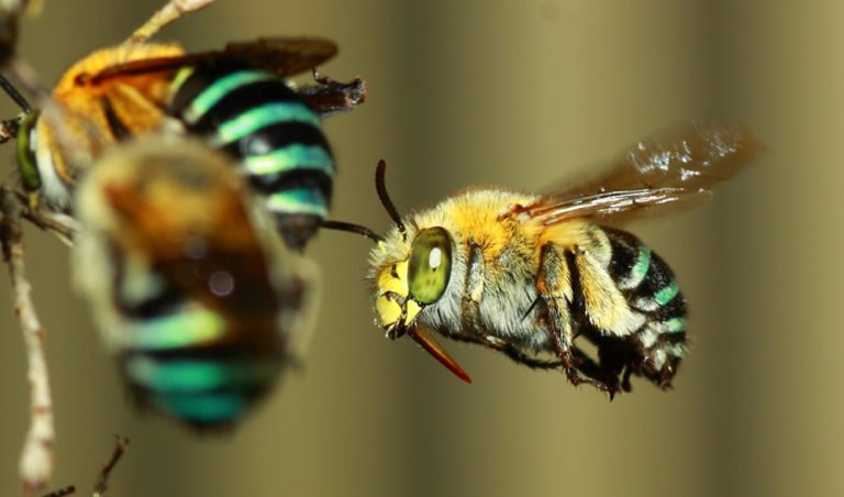 Blue-banded bee, a native beauty - Australian Geographic