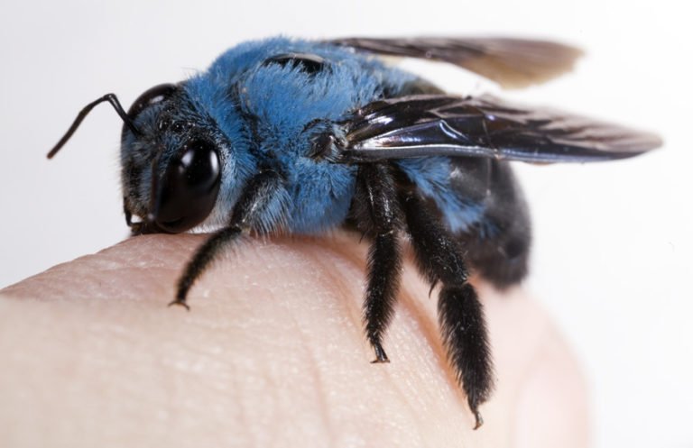Scientists fight to save a glittering green bee after the summer fires ...