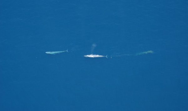 Whale poo important for ocean ecosystems - Australian Geographic