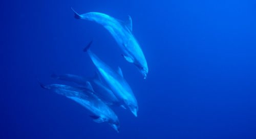 Cartels of cousins run dolphin society - Australian Geographic