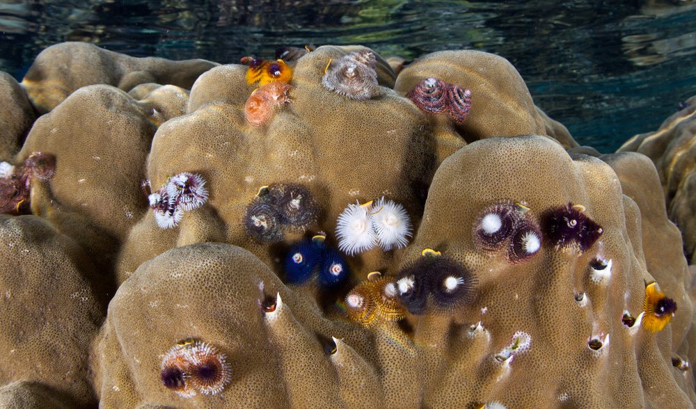 Scientists successfully genetically sequence whole coral organism ... Scientists successfully genetically sequence whole coral organism ...
