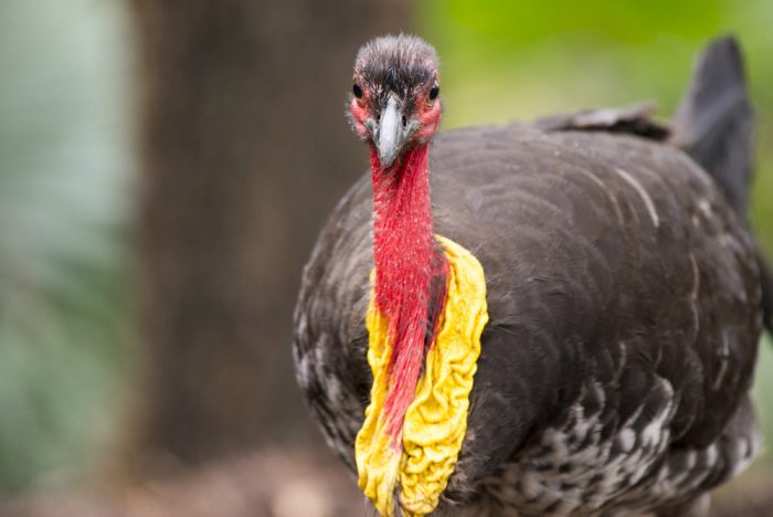 The march of the brush turkey - Australian Geographic