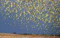 Biggest budgie flocks in a decade - Australian Geographic