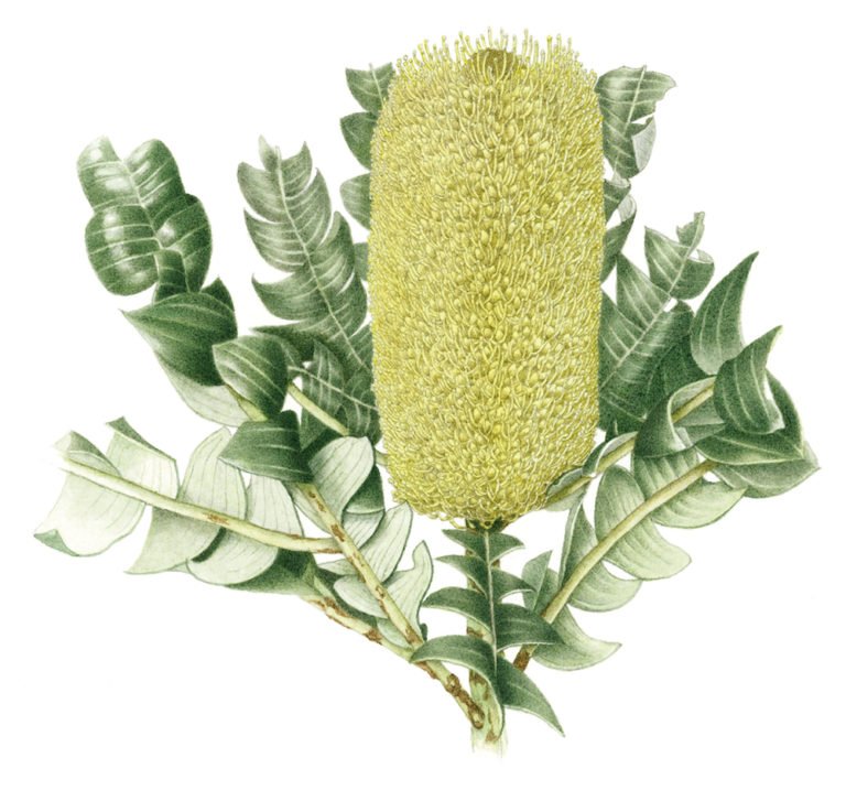 An illustrated guide to Australia's banksias - Australian Geographic