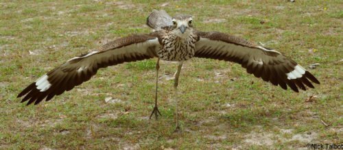Screaming woman? Nope, it's a bird - Australian Geographic