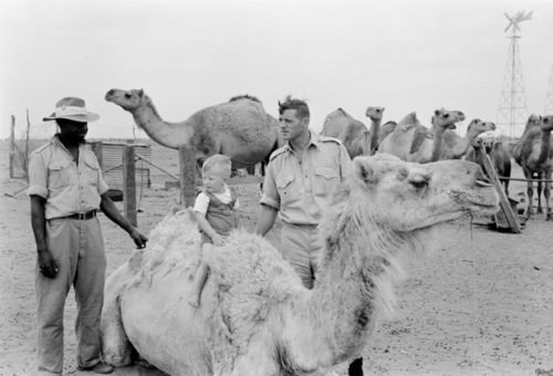 Gallery: Patrolling on camels - Australian Geographic