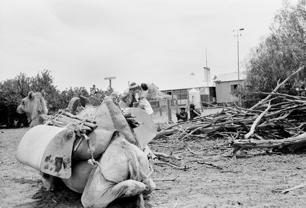 Gallery: Patrolling on camels - Australian Geographic