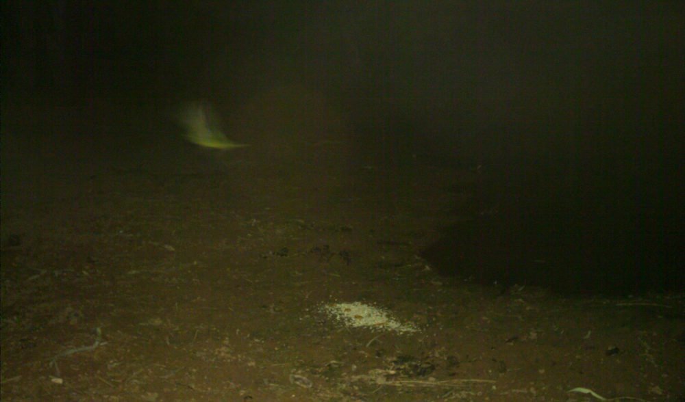 Evidence of the elusive night parrot recorded in WA - Australian Geographic