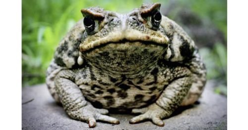 Cane Toad V Cane Toad Poison Used Against Itself Australian Geographic