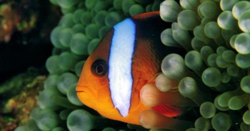 Smaller, isolated reefs more vulnerable - Australian Geographic