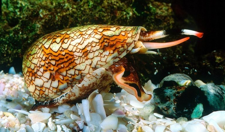 Cone snail drug 100x more potent than morphine - Australian Geographic