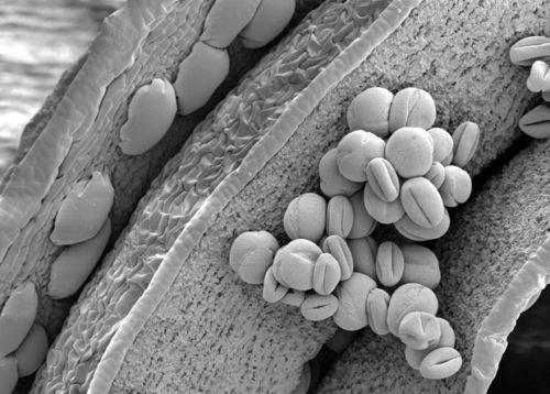 Gallery: Microscopic images of pollen - Australian Geographic