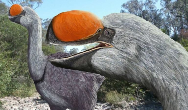 Big Bird Ancestor Discovered Australian Geographic