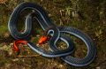 The snake of paralysing beauty - Australian Geographic