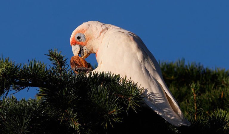 The corella's comeback - Australian Geographic