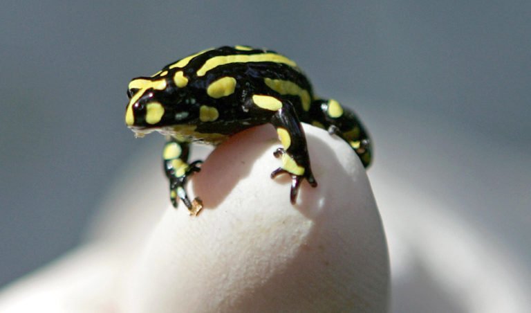 Corroboree frog eggs released into Kosciuszko NP - Australian Geographic