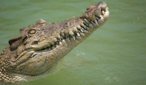 Croc strength all in the snout, study says - Australian Geographic