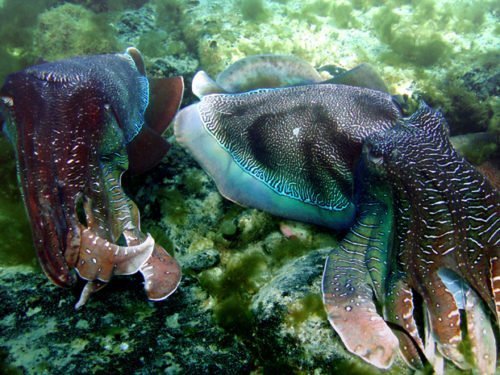 Gallery: Secret language of cuttlefish - Australian Geographic
