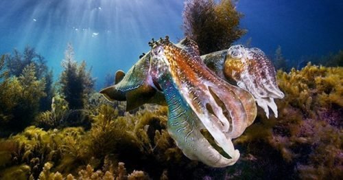 Help save the cuttlefish - Australian Geographic