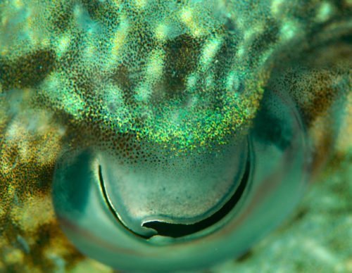 Gallery: Secret language of cuttlefish - Australian Geographic