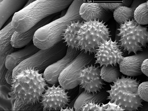 Gallery: Microscopic images of pollen - Australian Geographic