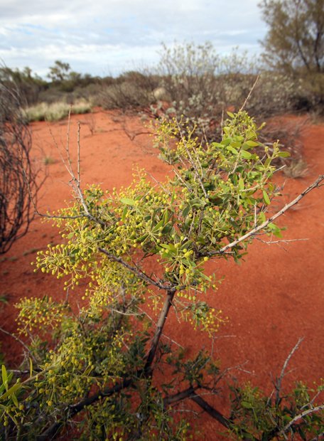 Gallery: The greening of the Red Centre - Australian Geographic