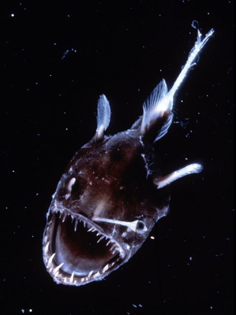 Gallery: new images of deep sea creatures - Australian Geographic