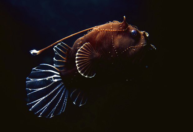 Gallery: new images of deep sea creatures - Australian Geographic