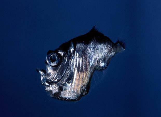 Gallery: new images of deep sea creatures - Australian Geographic