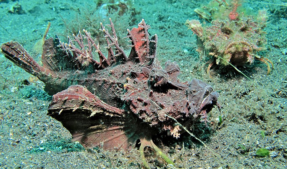 The venomous demon stingerfish moves like a crab - Australian Geographic