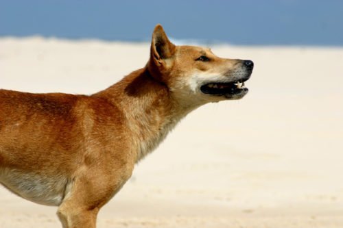 Reader photo: Dingo on Fraser Island - Australian Geographic