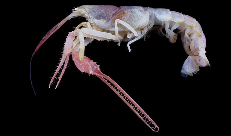 The mystery of Ausubel's mighty claw lobster - Australian Geographic