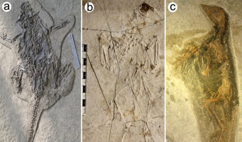 Volcano ash buried China's dinosaurs - Australian Geographic