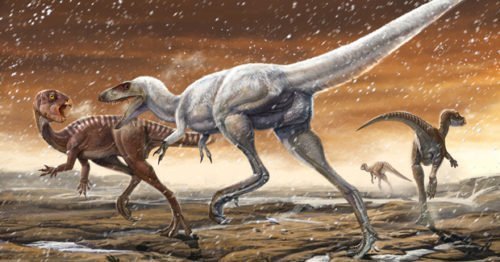 First illustration of Australia's T.rex cousin revealed - Australian ...