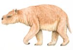 Giant wombat fossil unearthed - Australian Geographic