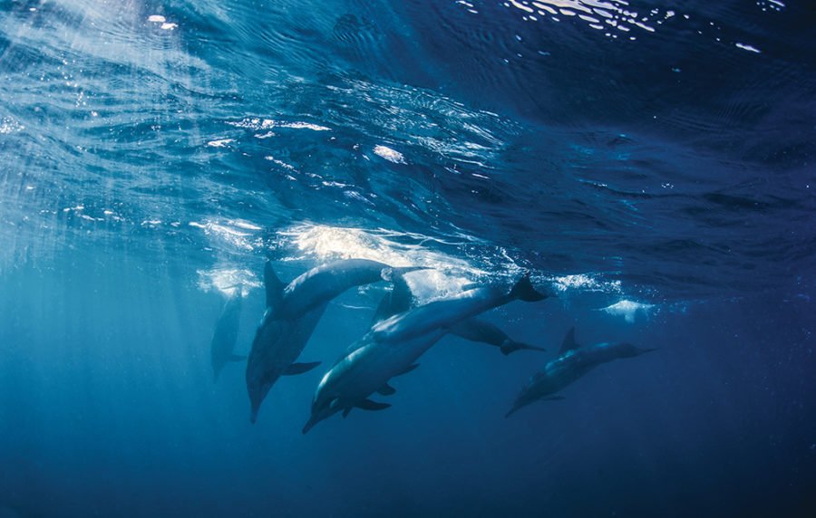 GALLERY: Deadly Oceans - Australian Geographic