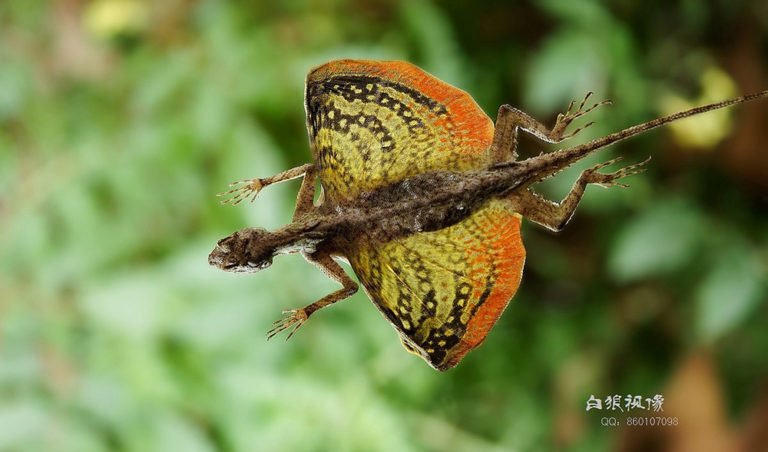 Flying dragon lizard un vero rettile planante - Australian Geographic ...