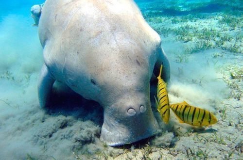Fact File: Dugong (Dugong dugon) - Australian Geographic