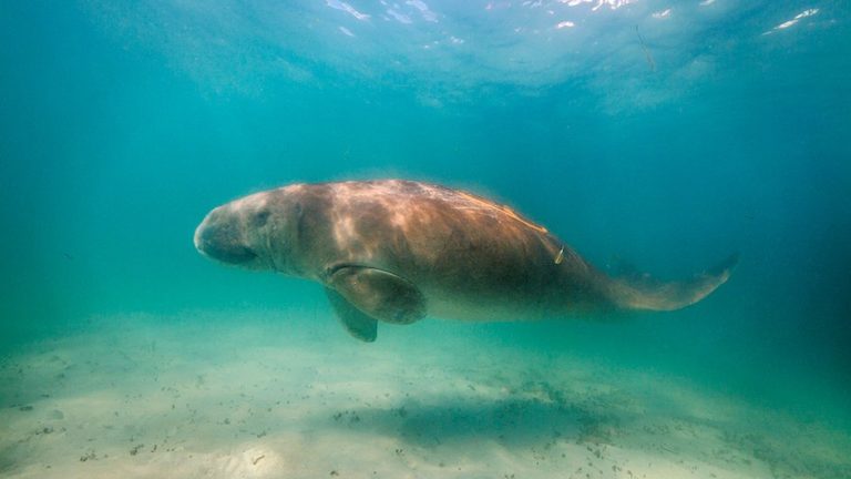 Dugongs: Elephants of the sea - Australian Geographic