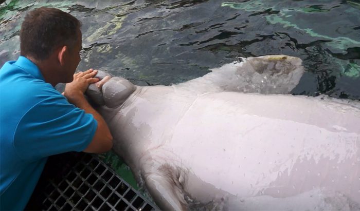 Video: Meet Australia's only captive dugongs - Australian Geographic
